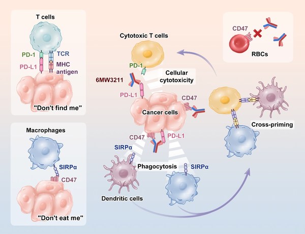 迈威生物在 Theranostics 发表CD47/PD-L1双抗临床前研究成果