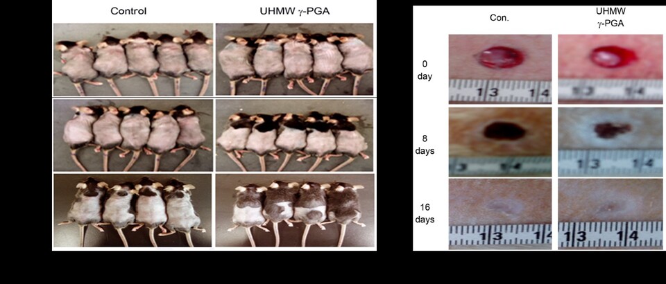 비엘, 독자기술 개발 ‘PGA-K’ 앞세워 피부미용-탈모시장 진출