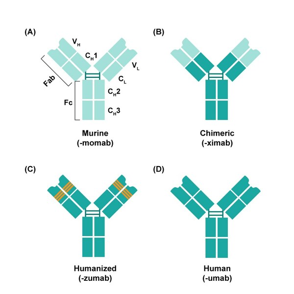 Introducing NeoMab™: GemPharmatech's Innovative Antibody Gene Humanized ...
