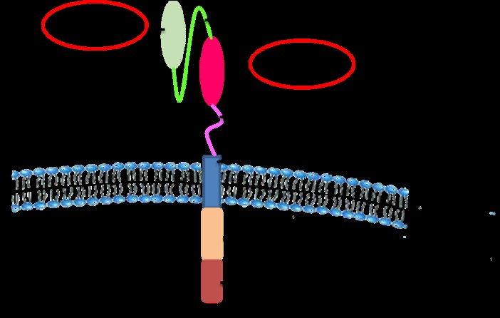 박셀바이오, 암세포 식별- 살상력 키운 CAR 치료제 연구결과 국제학술대회 발표