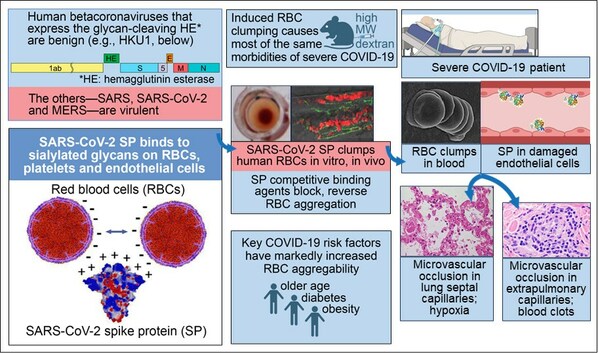 Landmark New Publication: the Forgotten Biochemistry 101 of COVID-19