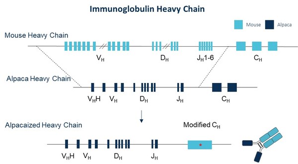 Immunocan Launches Innovative Alpaca-derived Nanobody Discovery ...