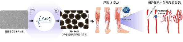 에스바이오메딕스, FECS-Ad 임상시험 1/2a상 최종결과 발표